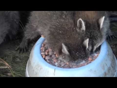 Jenots, kuram ļoooooti garšo piens – Puaro.lv