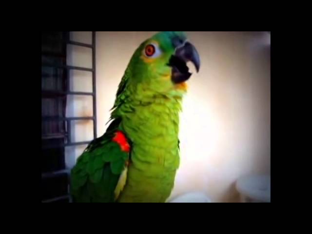 Papagailis nedzied vienkārši dziesmiņu – paklausieties šo šedevru ...